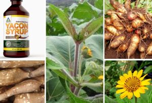 Health Benefits of Yacon Syrup Sweet and Healthy - Mouthful Matters